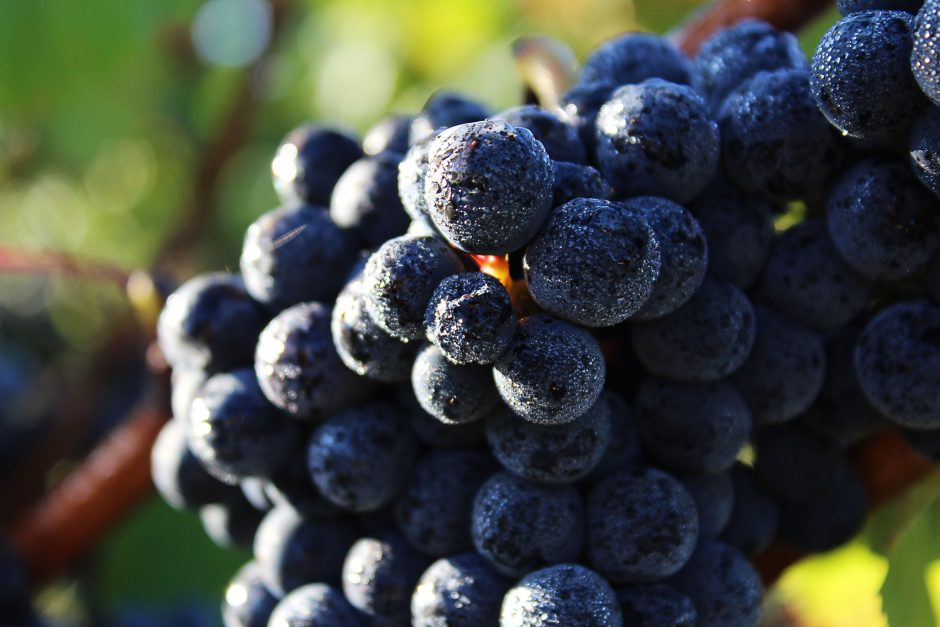 On a testé pour vous : les vendanges au Château Bolaire - Chronique ...