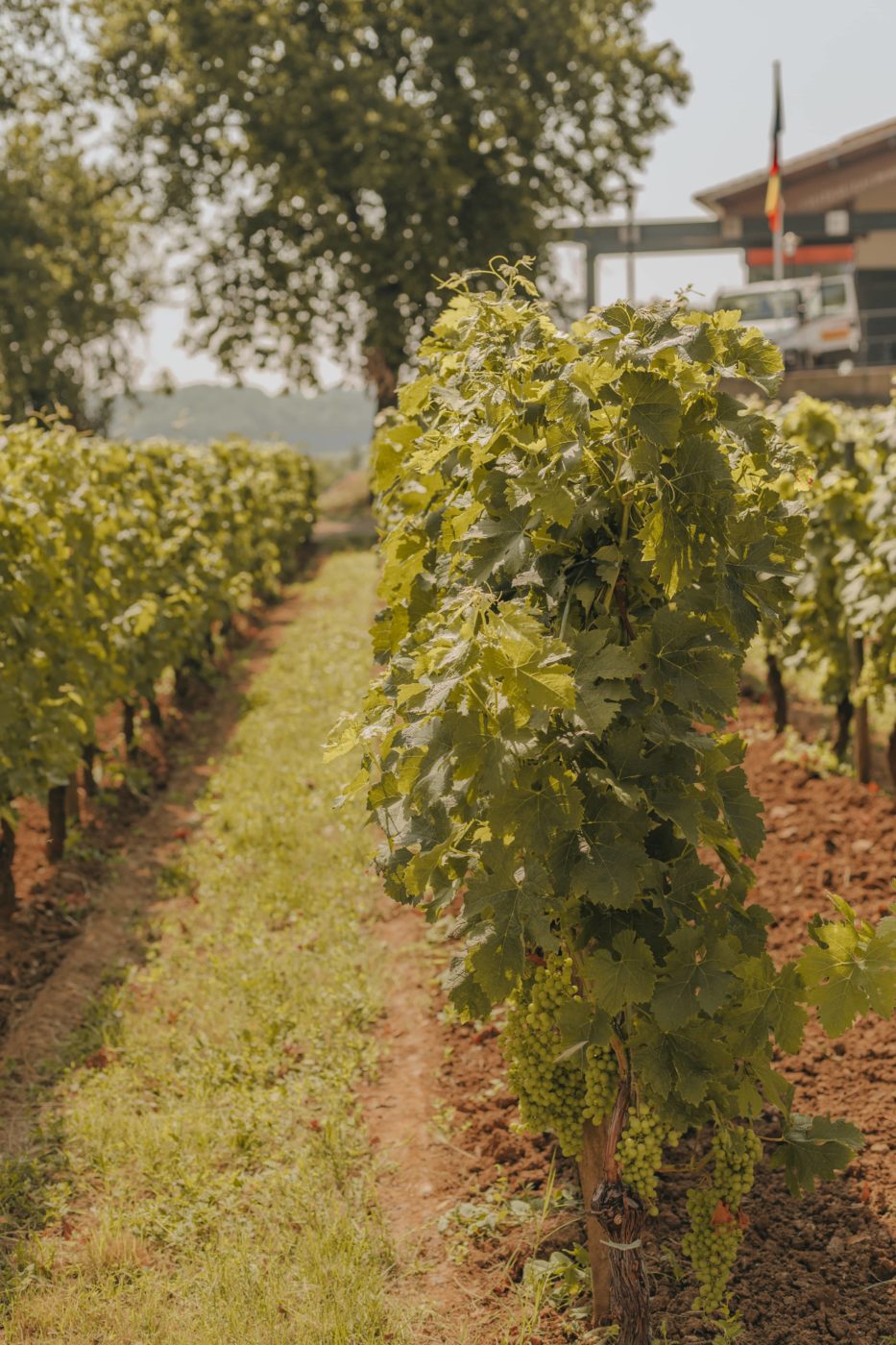Rustic Vines Tours - Découvez Saint-Émilion et son patrimoine à vélo.